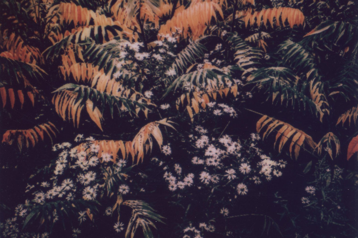 Federico Durand - Té De Flores Silvestres - Culturedarm
